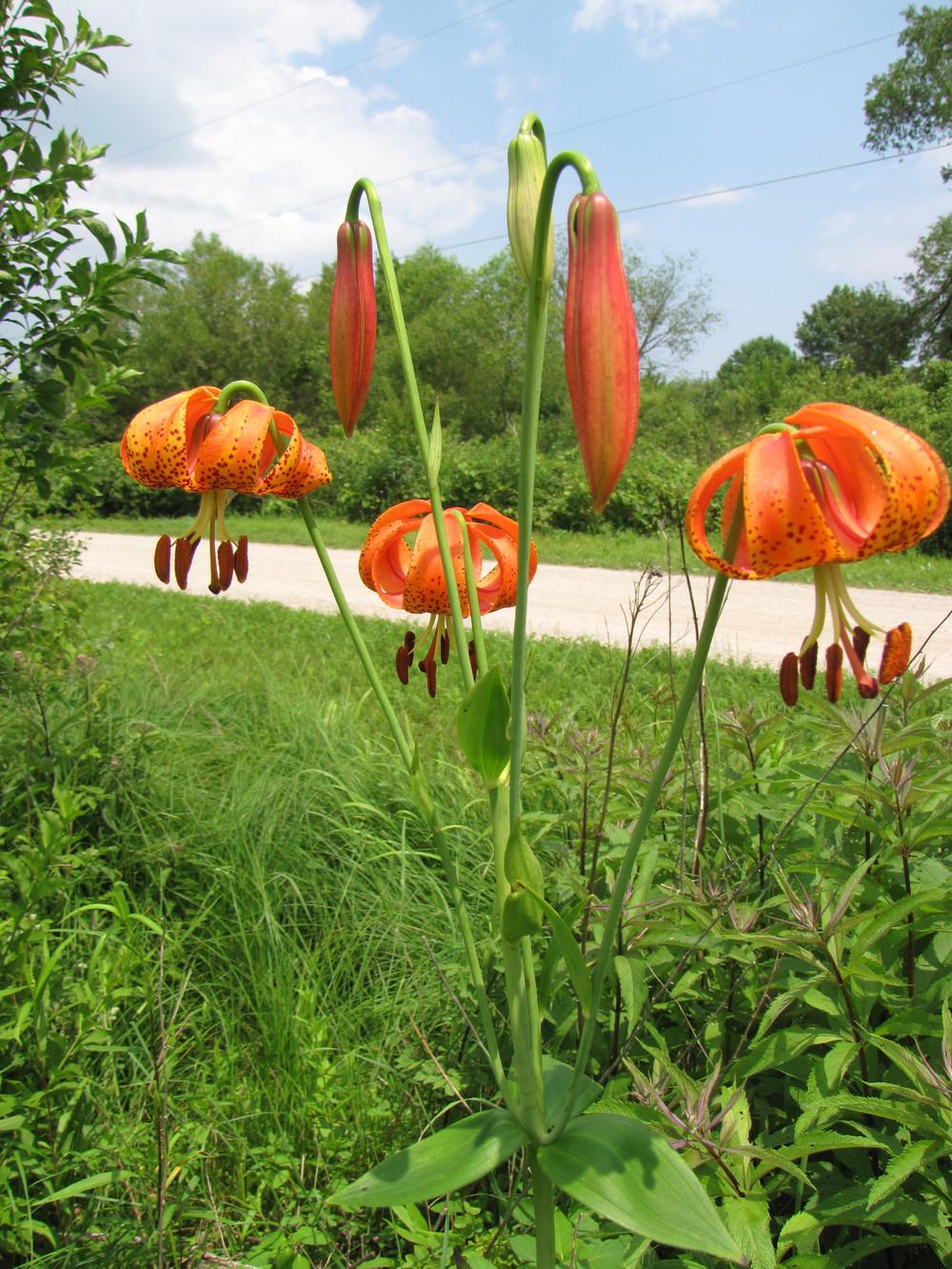 Native Lilies in the Lilies forum - Garden.org