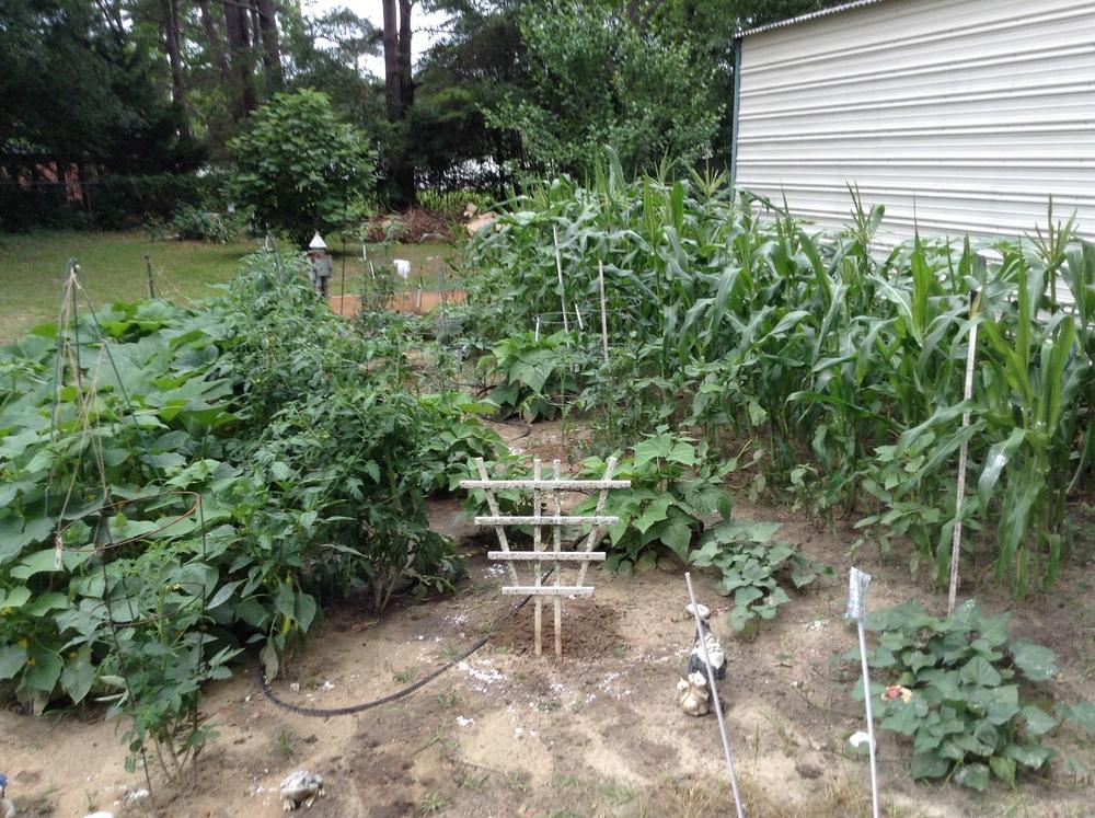 My first vegetable garden. Southern Georgia in the Garden Photos forum ...
