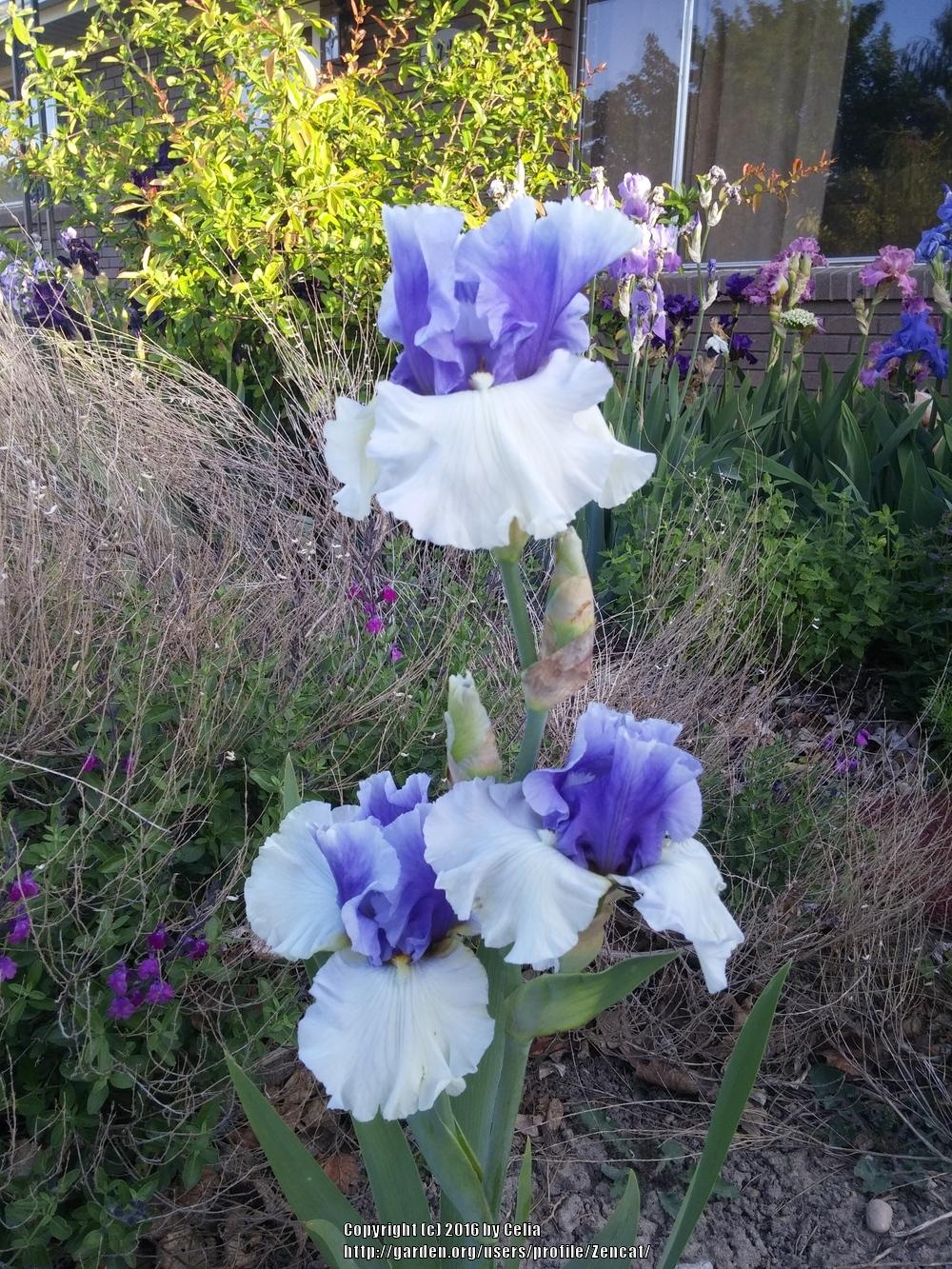 Photo of the bloom of Tall Bearded Iris (Iris 'Alpenview') posted by ...