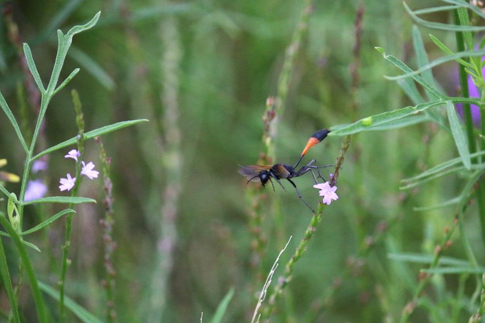 Texas Vervain (Verbena halei) - Garden.org
