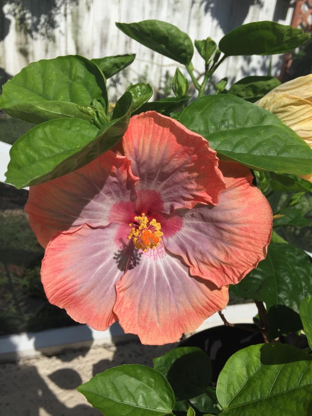 Hibiscus voodoo queen in the Hibiscus forum - Garden.org