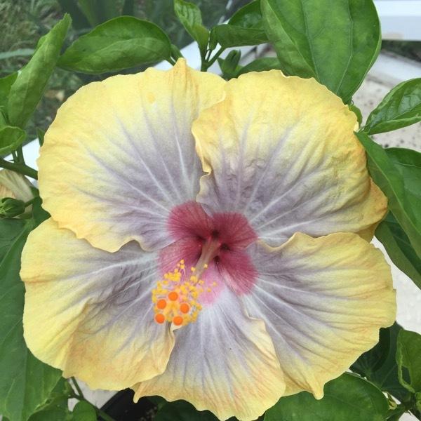 Hibiscus voodoo queen in the Hibiscus forum - Garden.org