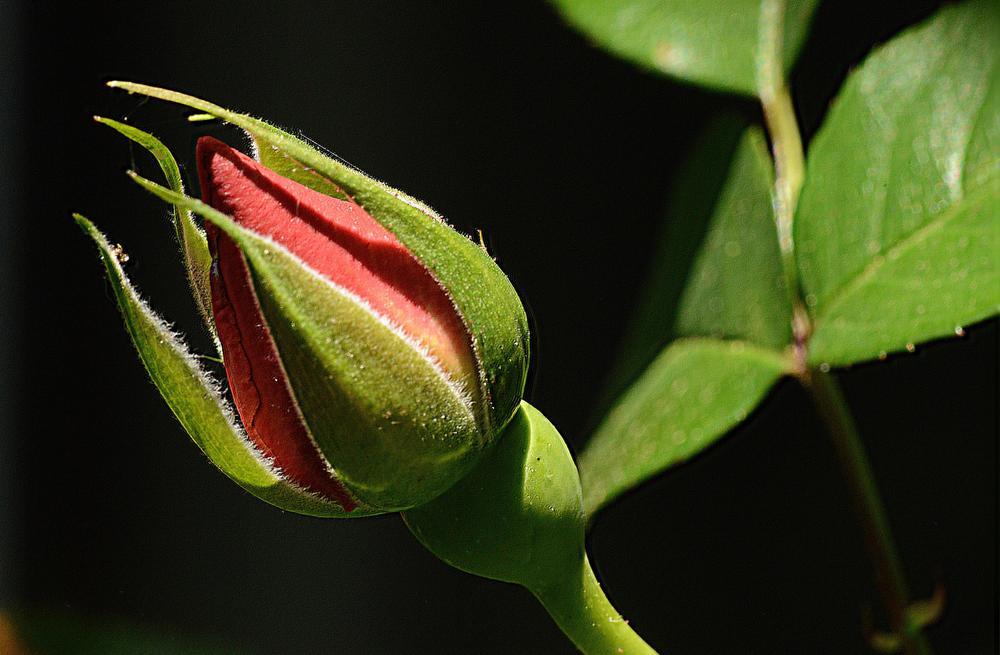 Photo of the closeup of buds, sepals and receptacles of Rose (Rosa 'Apricot Candy') posted by ...