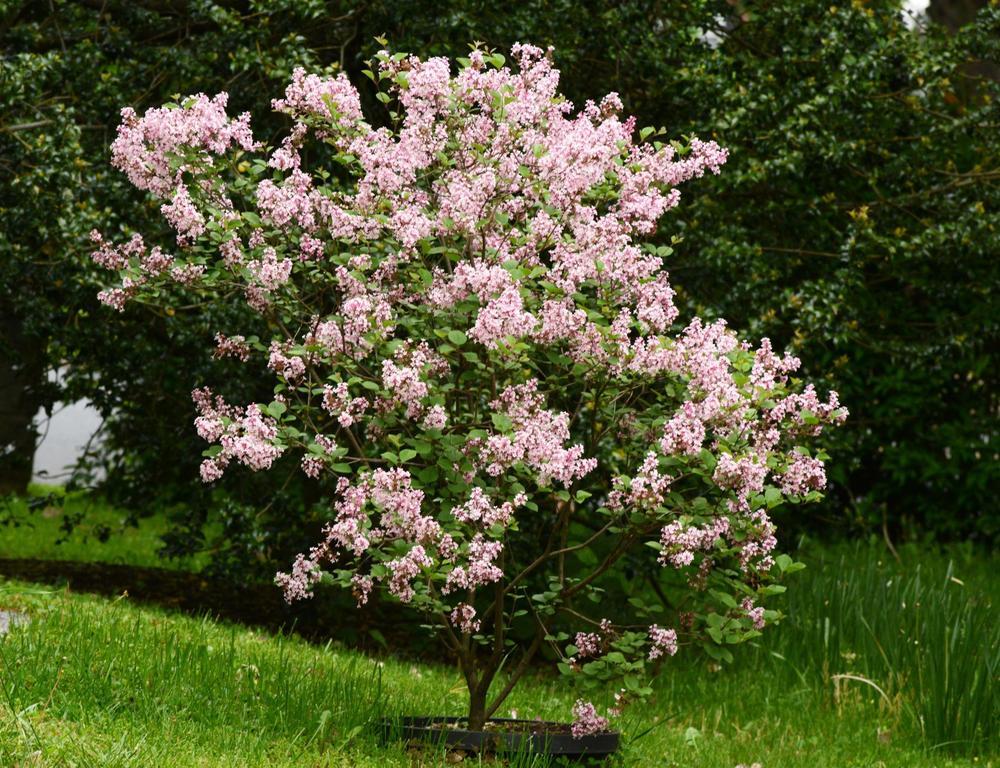 Tinkerbelle Lilac Tree