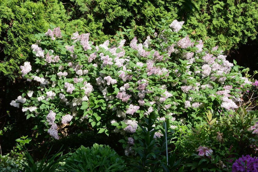 Photo of the entire plant of Manchurian Lilac (Syringa pubescens subsp ...
