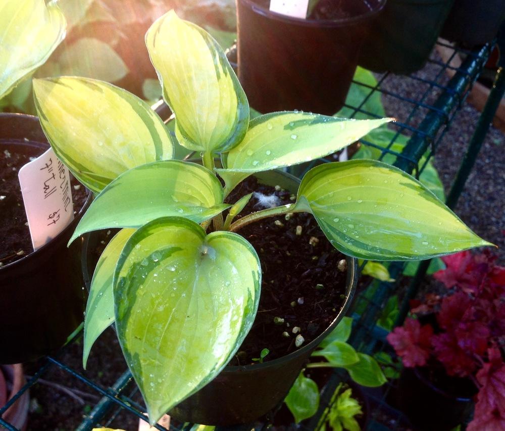 Photo of the entire plant of Hosta 'Dinner Mint' posted by profesora ...