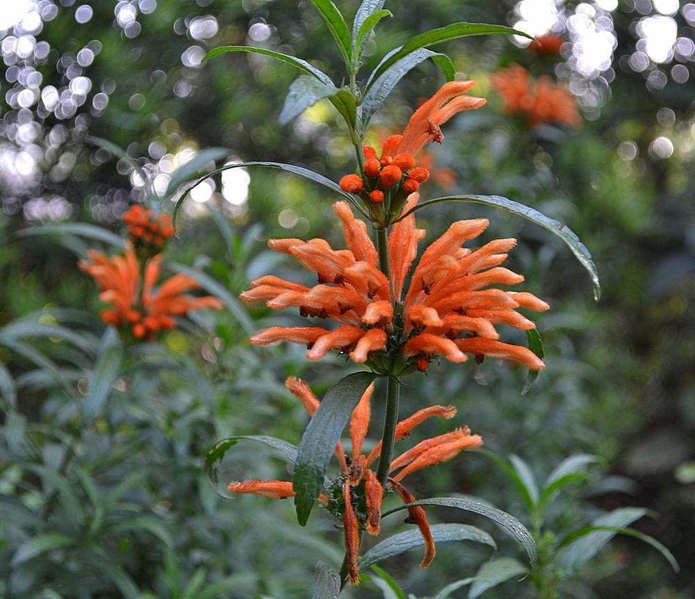 Lions Tail: Plant Care and Collection of Varieties - Garden.org