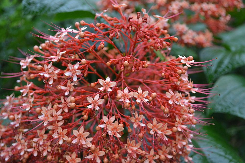 Photo of the bloom of Pagoda Flower (Clerodendrum paniculatum) posted ...