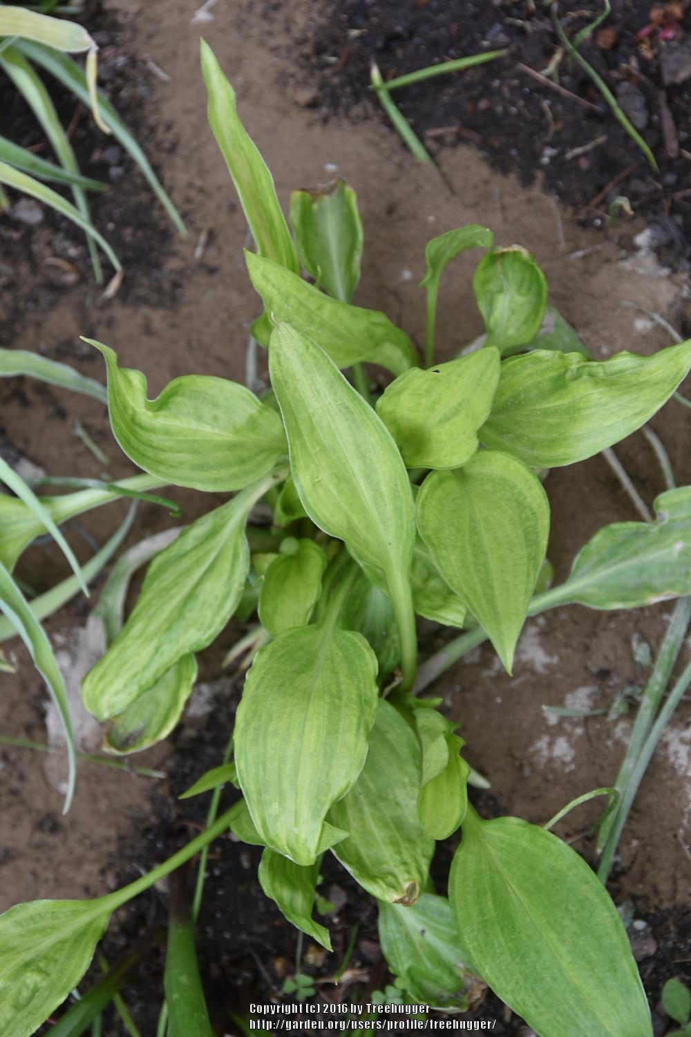 Photo of the entire plant of Hosta 'Kisuji' posted by treehugger ...