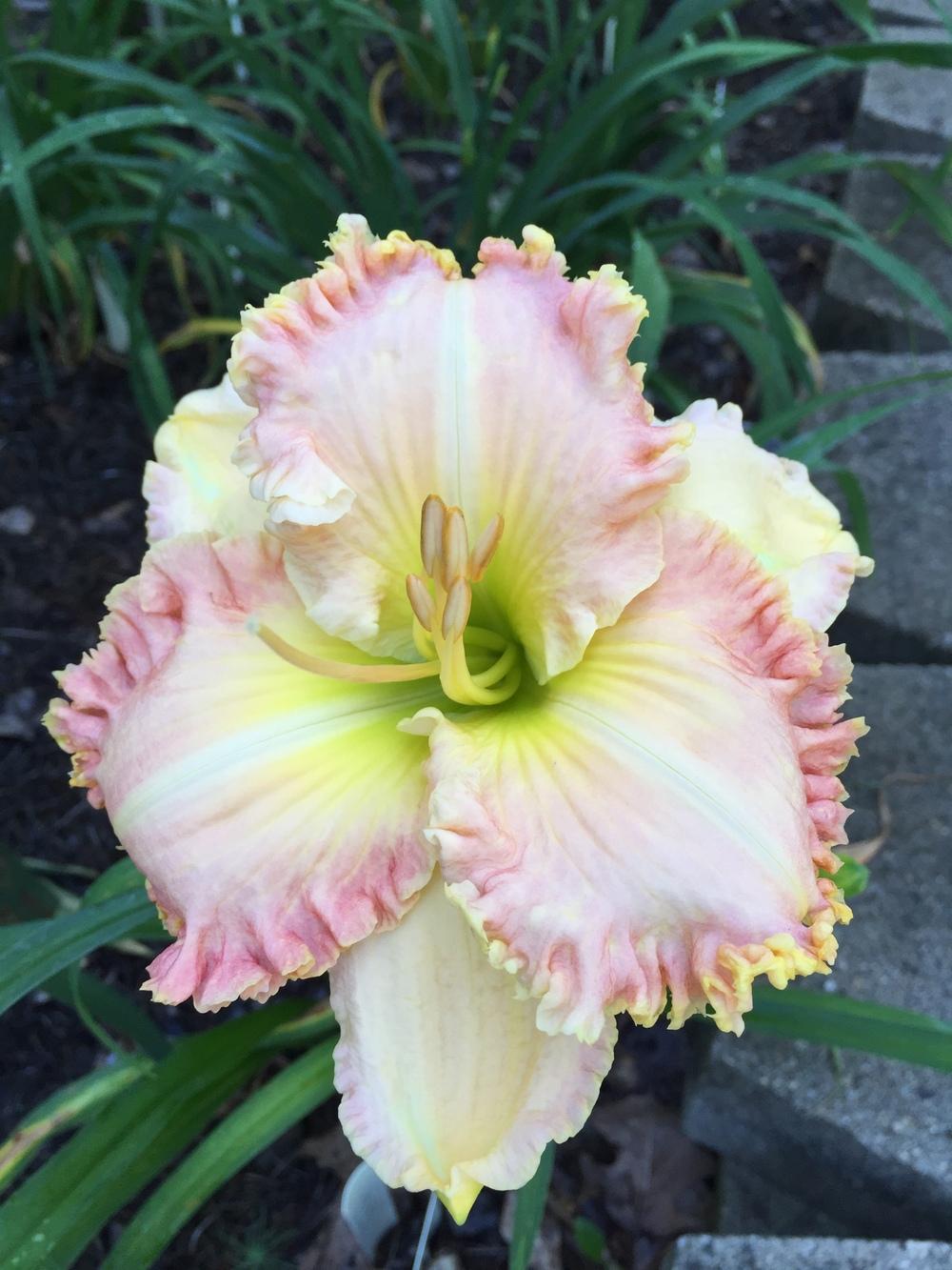Daylily (Hemerocallis 'Primping for the Prom') in the Daylilies ...