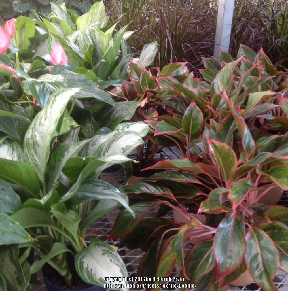 Aglaonemas: Plant Care and Collection of Varieties - Garden.org