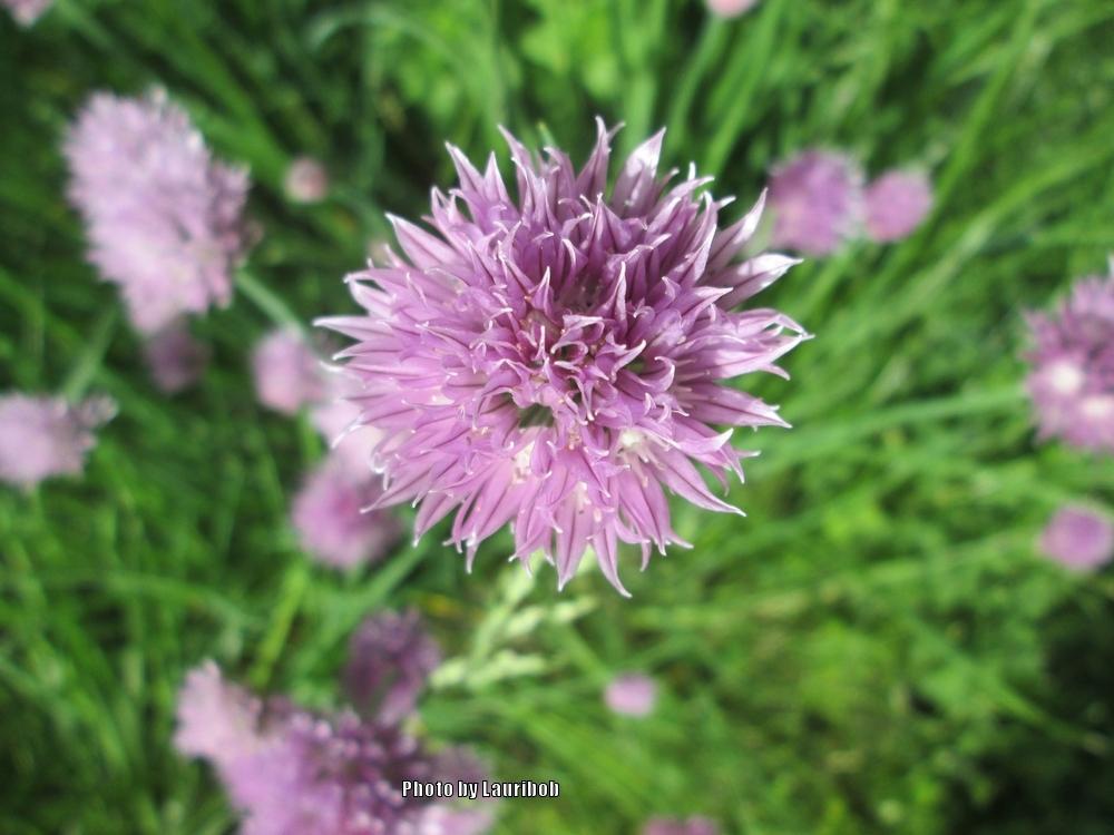 Chives: Plant Care and Collection of Varieties - Garden.org