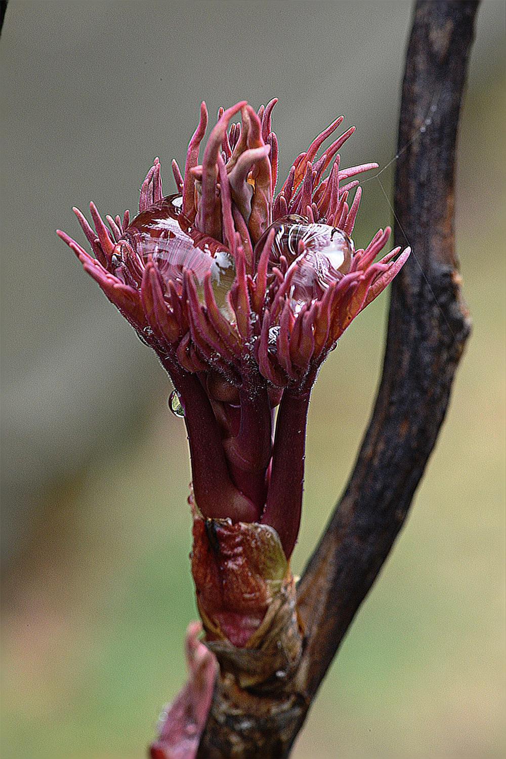 Photo of the emerging growth of Japanese Tree Peony (Paeonia x ...