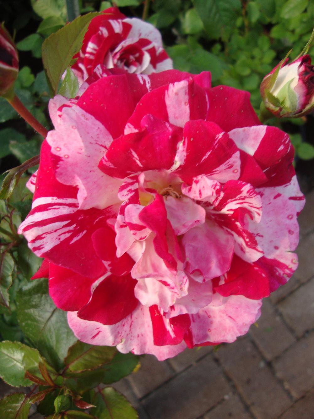 Photo of the bloom of Rose (Rosa 'Rock & Roll') posted by Paul2032 ...