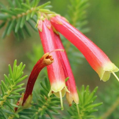 Outeniqua Heath (Erica versicolor) - Garden.org