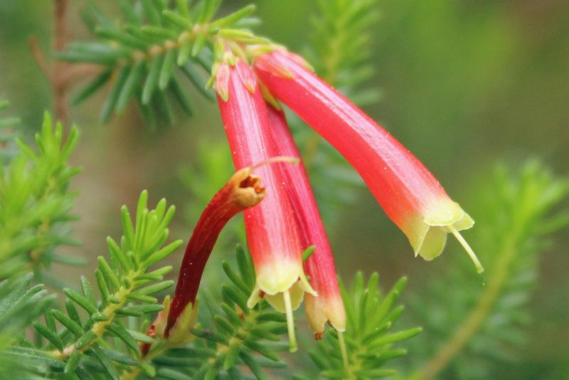 Outeniqua Heath (Erica versicolor) - Garden.org