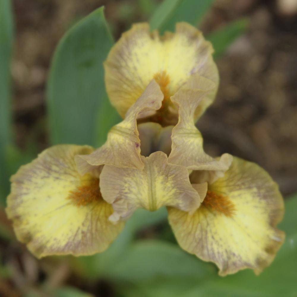 Standard Dwarf Bearded Iris (Iris 'Why Two Kay') in the Irises Database ...