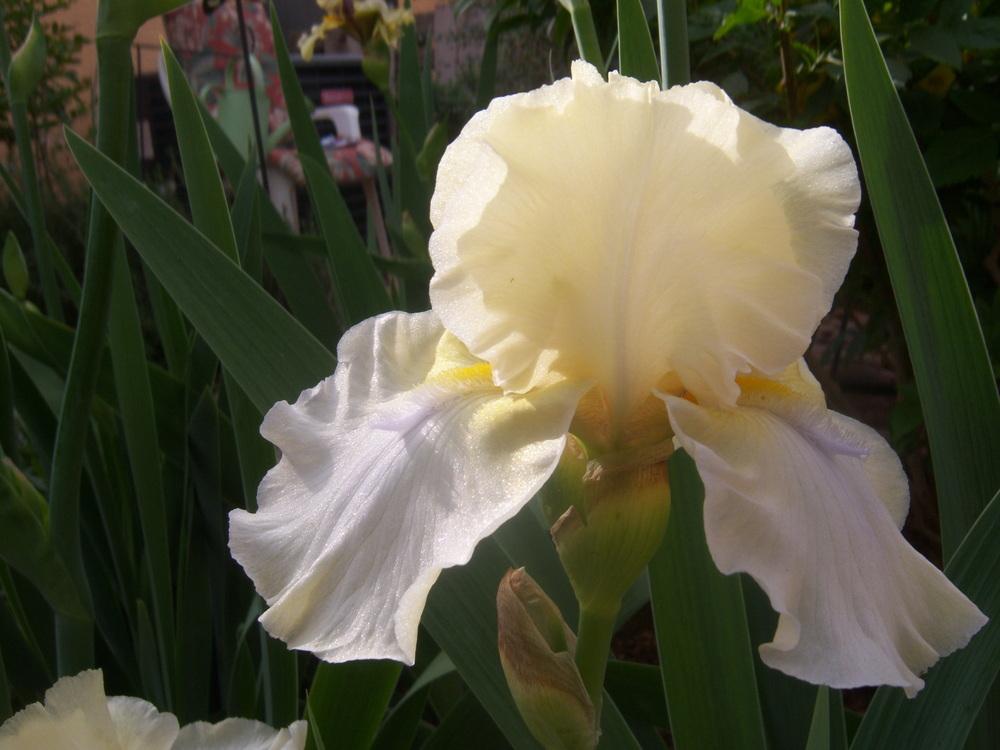 Border Bearded Iris (Iris 'Border Music') in the Irises Database ...