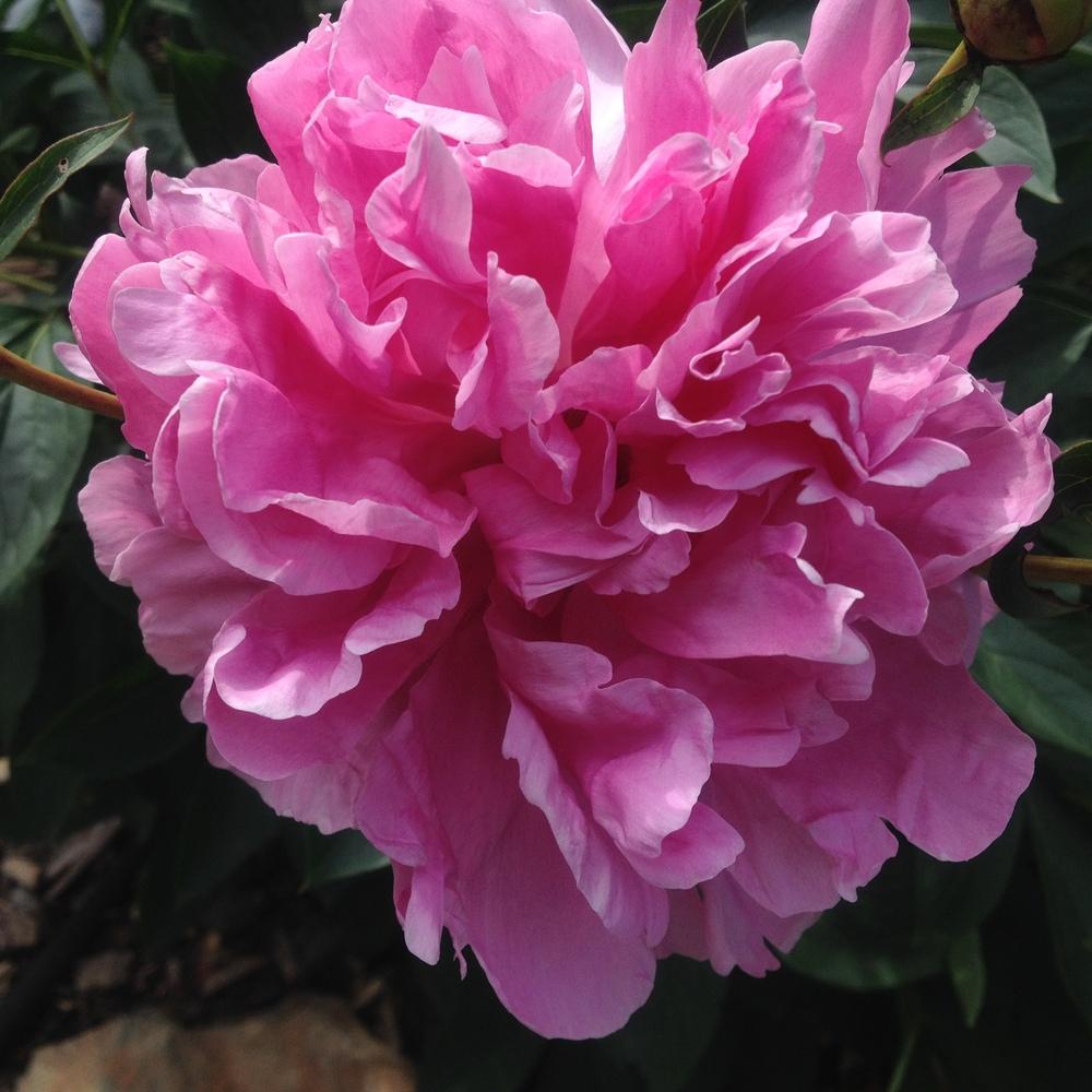 Photo of the bloom of Peony (Paeonia lactiflora 'Edulis Superba ...