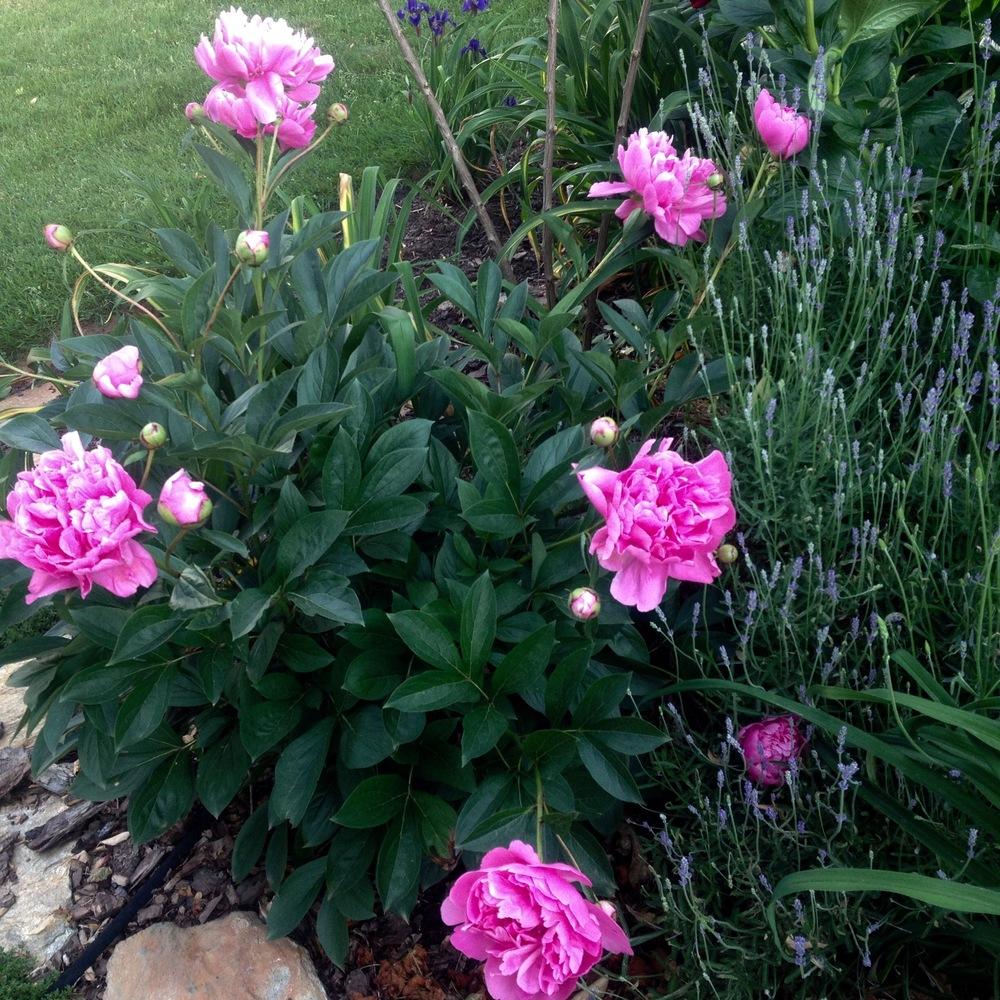 Photo of the entire plant of Peony (Paeonia lactiflora 'Edulis Superba ...