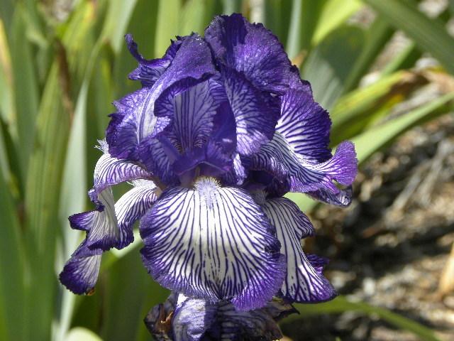 Tall Bearded Iris (Iris 'Circus Stripes') in the Irises Database ...