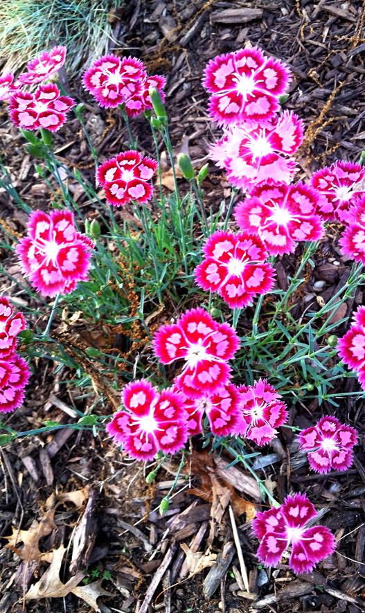 Photo of the bloom of Cheddar Pink (Dianthus gratianopolitanus 'Spotty ...