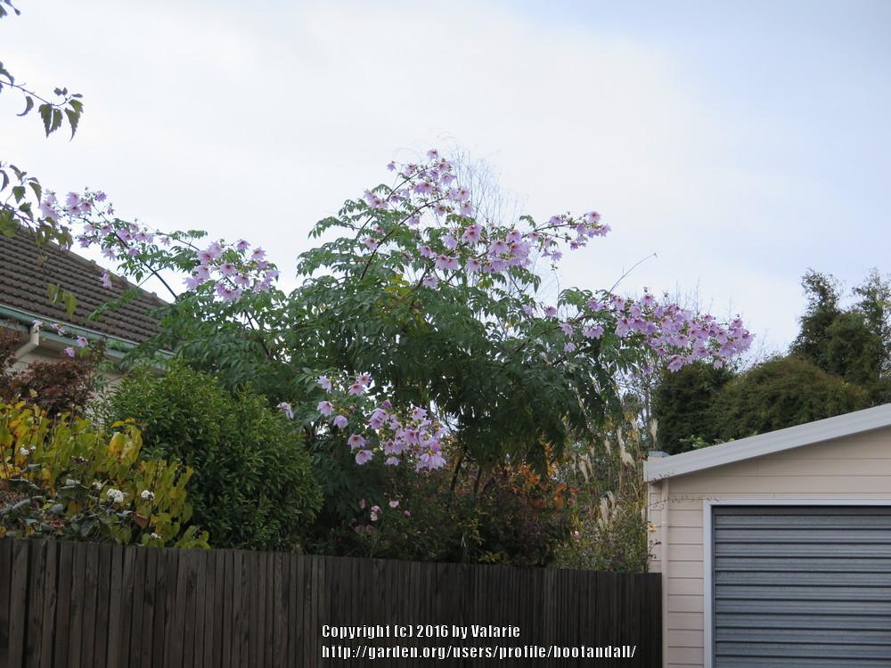 Photo of the entire plant of Tree Dahlia (Dahlia imperialis) posted by ...