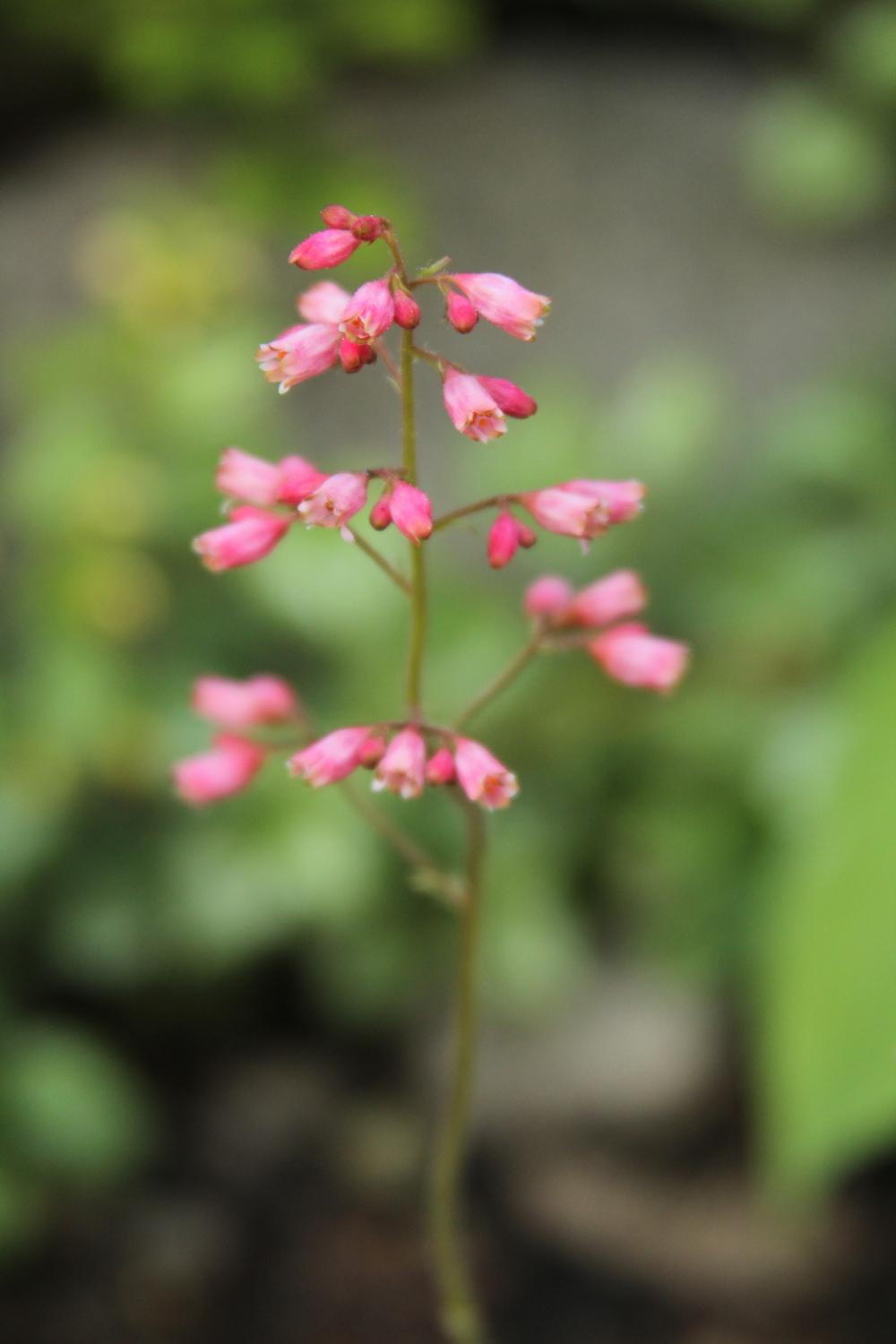 Coral Bells (Heuchera sanguinea 'Brandon Pink') in the Coral Bells ...