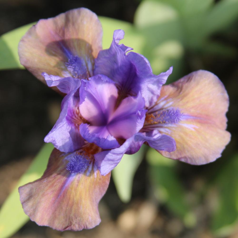 Photo of the bloom of Standard Dwarf Bearded Iris (Iris 'Wizard of Hope ...