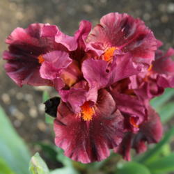 Intermediate Bearded Iris (Iris 'Ruby Slippers') in the Irises Database - Garden.org