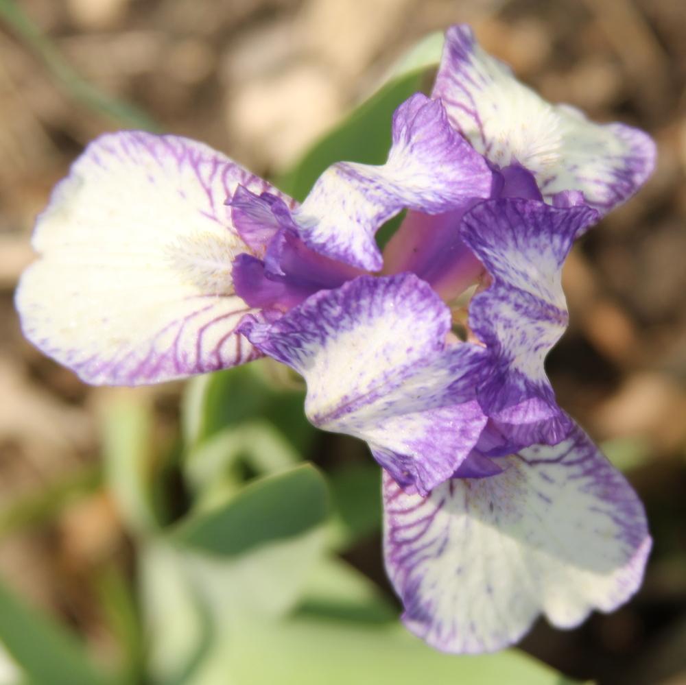 Miniature Dwarf Bearded Iris (Iris 'Dunlin') in the Irises Database ...