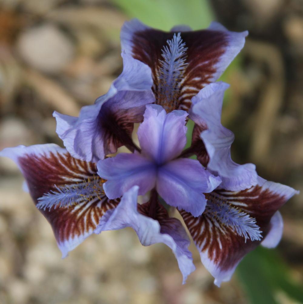 Photo of the bloom of Standard Dwarf Bearded Iris (Iris 'Earth and Sky ...