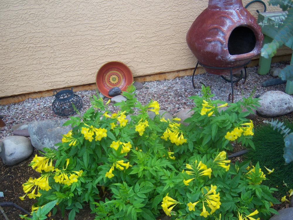 Photo of the entire plant of Tecoma stans Lydia™ posted by cocoajuno ...