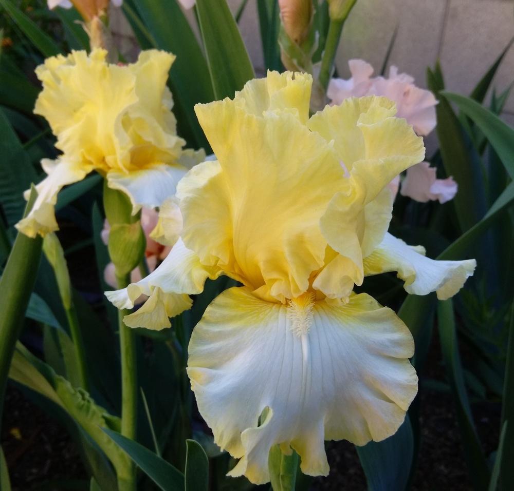 Tall Bearded Iris (Iris 'Sunray Reflection') in the Irises Database - Garden.org