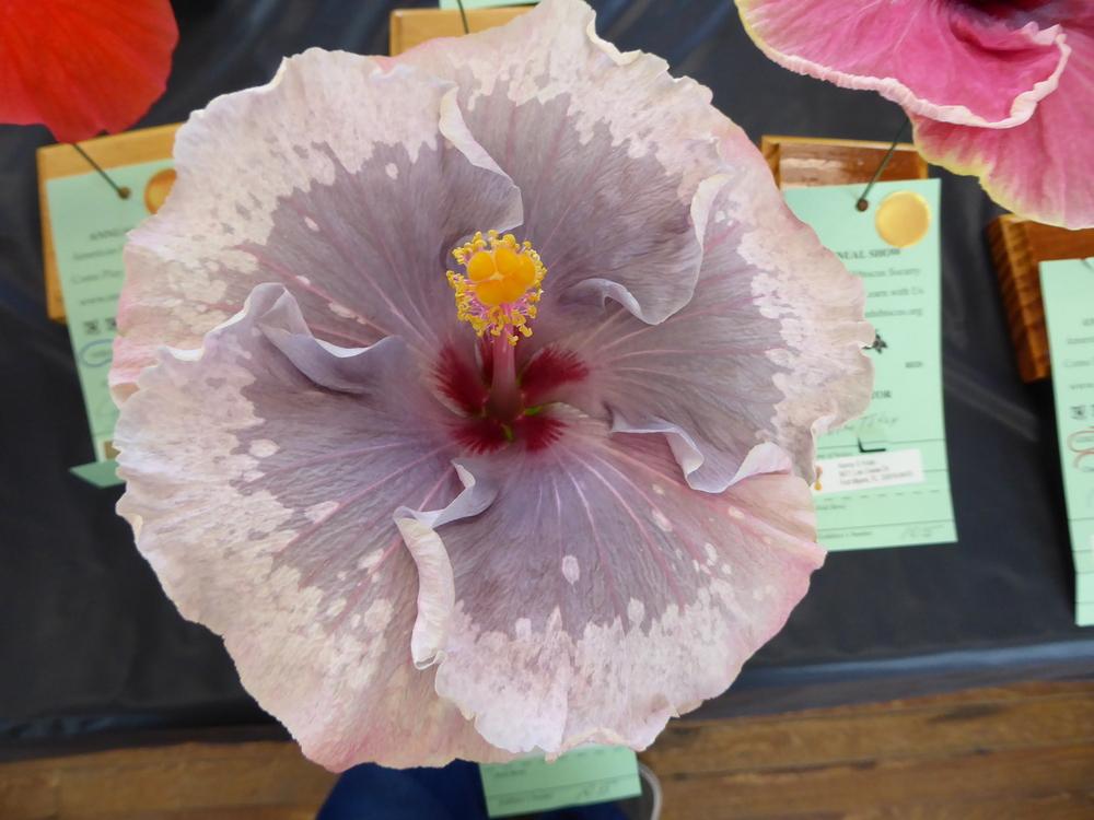 Tropical Hibiscus (Hibiscus rosa-sinensis 'Pink on the Mountain') in ...
