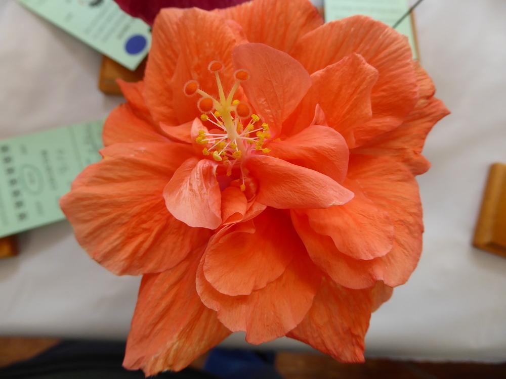 Tropical Hibiscus (Hibiscus rosa-sinensis 'Cynthia') in the Tropical ...