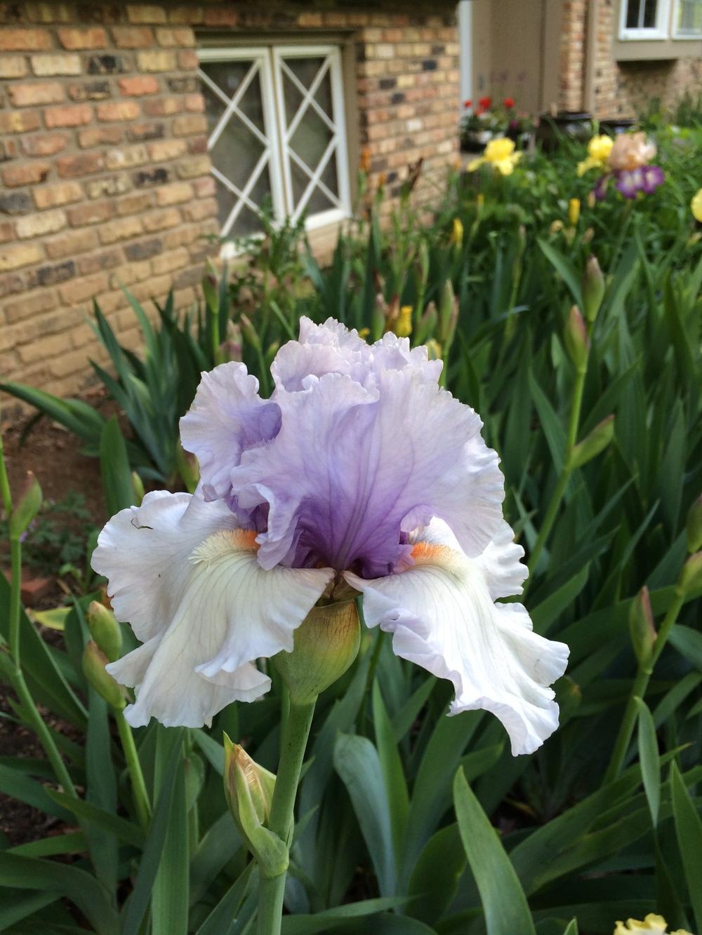 Photo of the bloom of Tall Bearded Iris (Iris 'Fogbound') posted by GuardenAngel - Garden.org