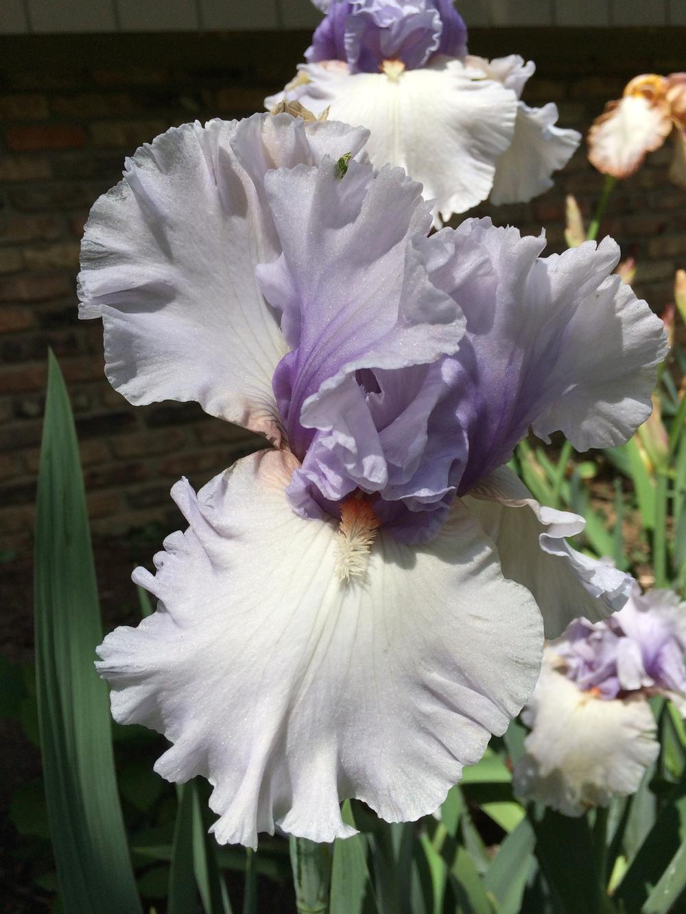 Photo of the bloom of Tall Bearded Iris (Iris 'Fogbound') posted by GuardenAngel - Garden.org