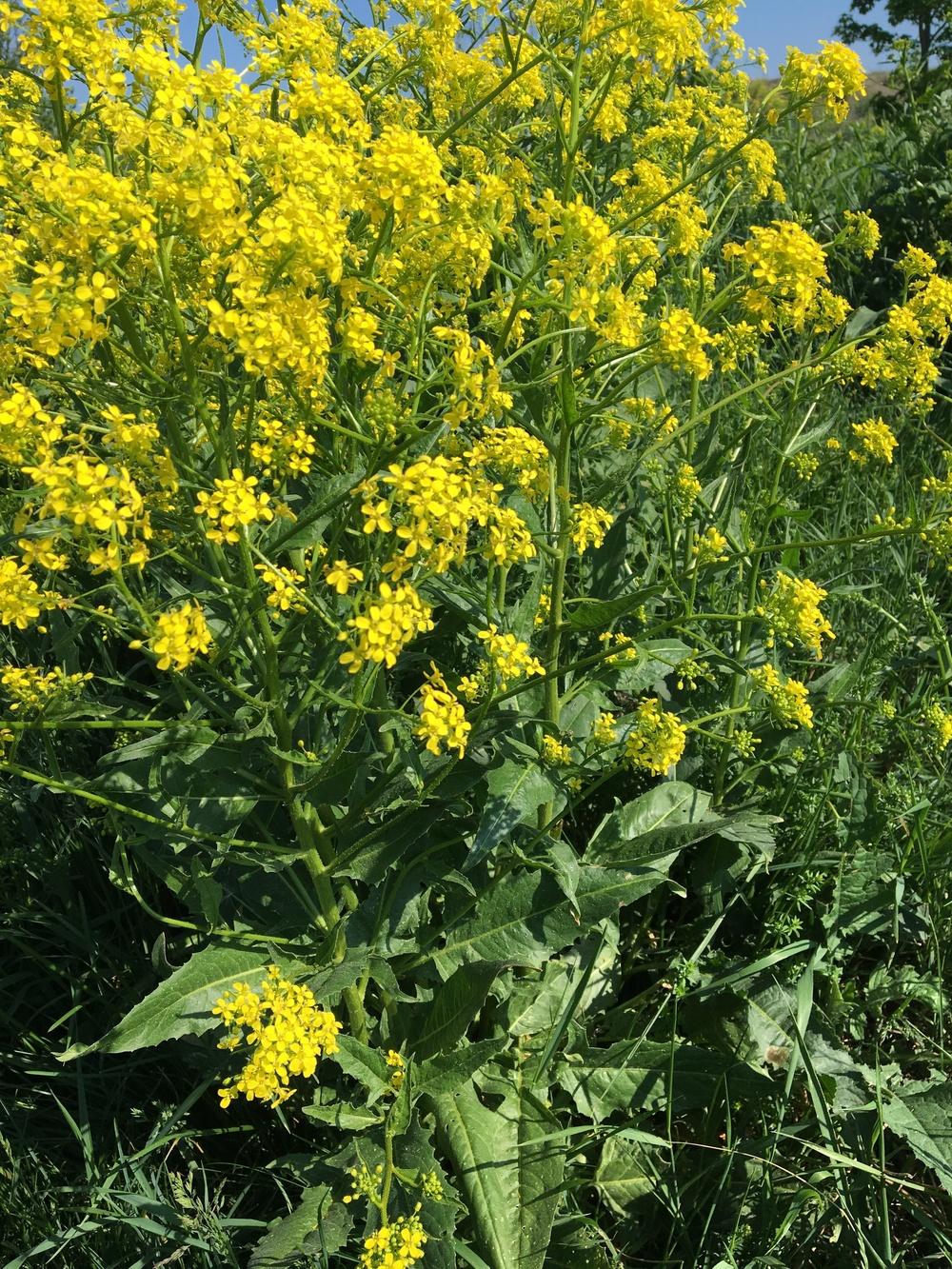 Looks like rapeseed? in the Plant ID forum - Garden.org