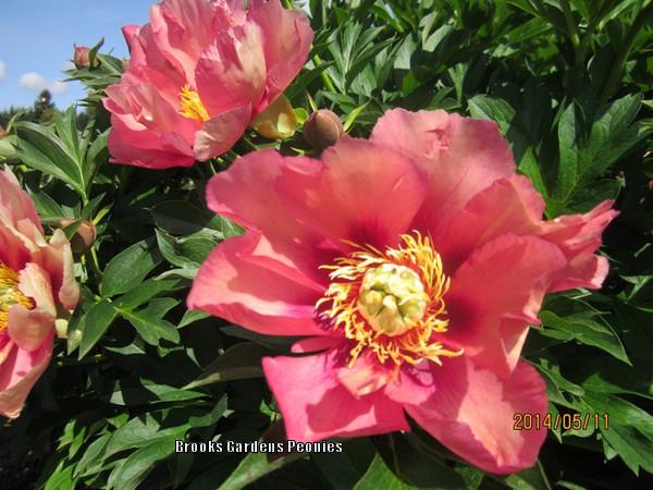Photo of the bloom of Intersectional Peony (Paeonia 'Old Rose Dandy ...