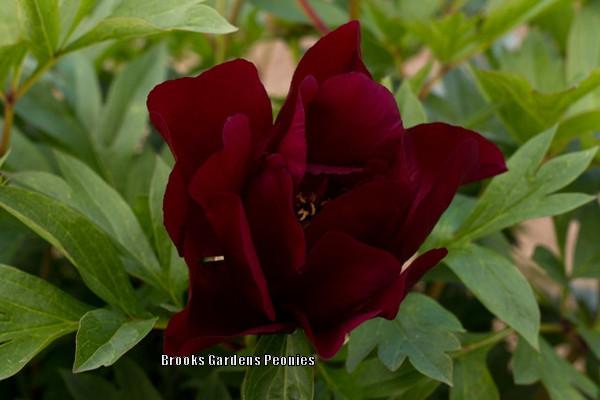 Photo of the bloom of Intersectional Hybrid Peony (Paeonia 'Chief Black Hawk') posted by Joy ...
