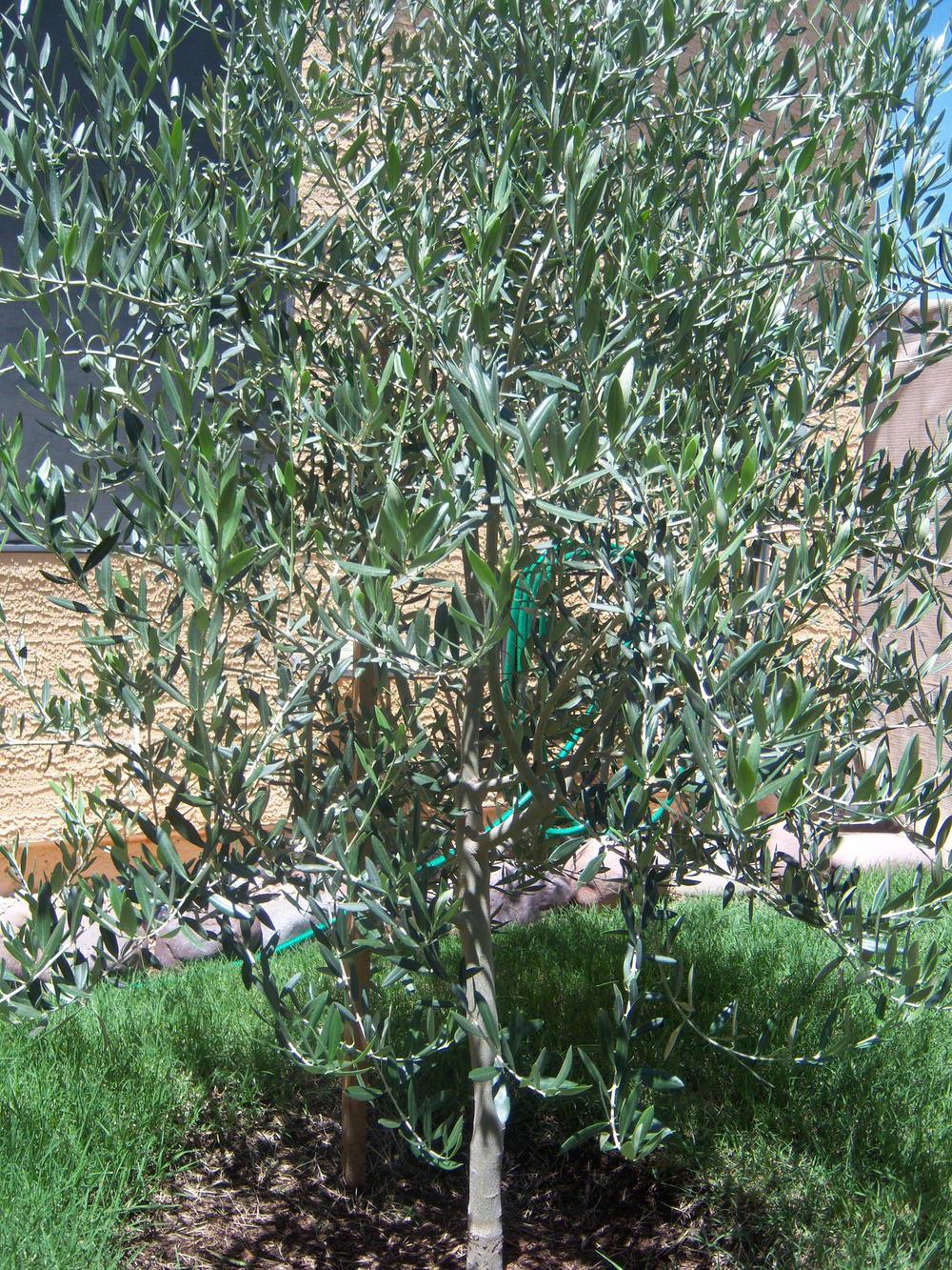 Photo of the entire plant of Olive tree (Olea europaea 'Wilsonii ...