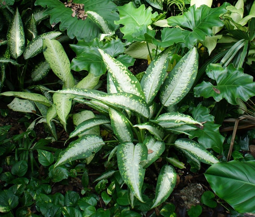 Dieffenbachias: Plant Care and Collection of Varieties - Garden.org