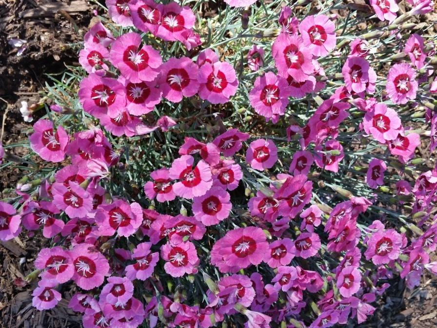 Dianthus Peppermint Star