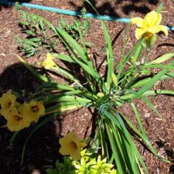Daylily (Hemerocallis 'Siloam June Bug') in the Daylilies Database ...