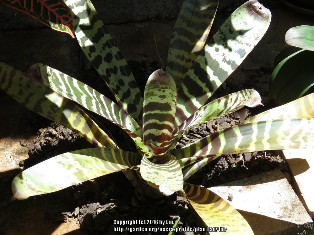 Photo of the entire plant of Flaming Sword Bromeliad (Lutheria ...