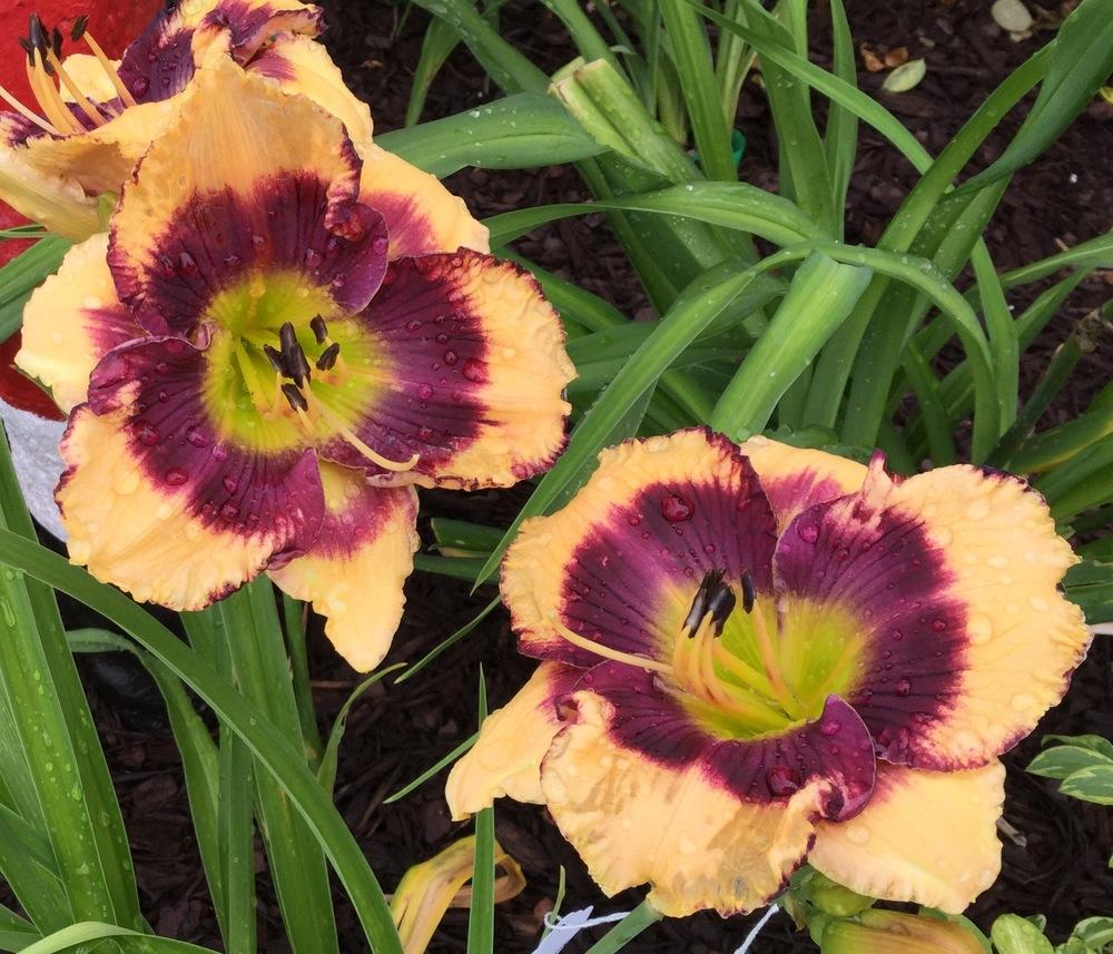 Photo of the bloom of Daylily (Hemerocallis 'Bold Awakening') posted by scflowers - Garden.org