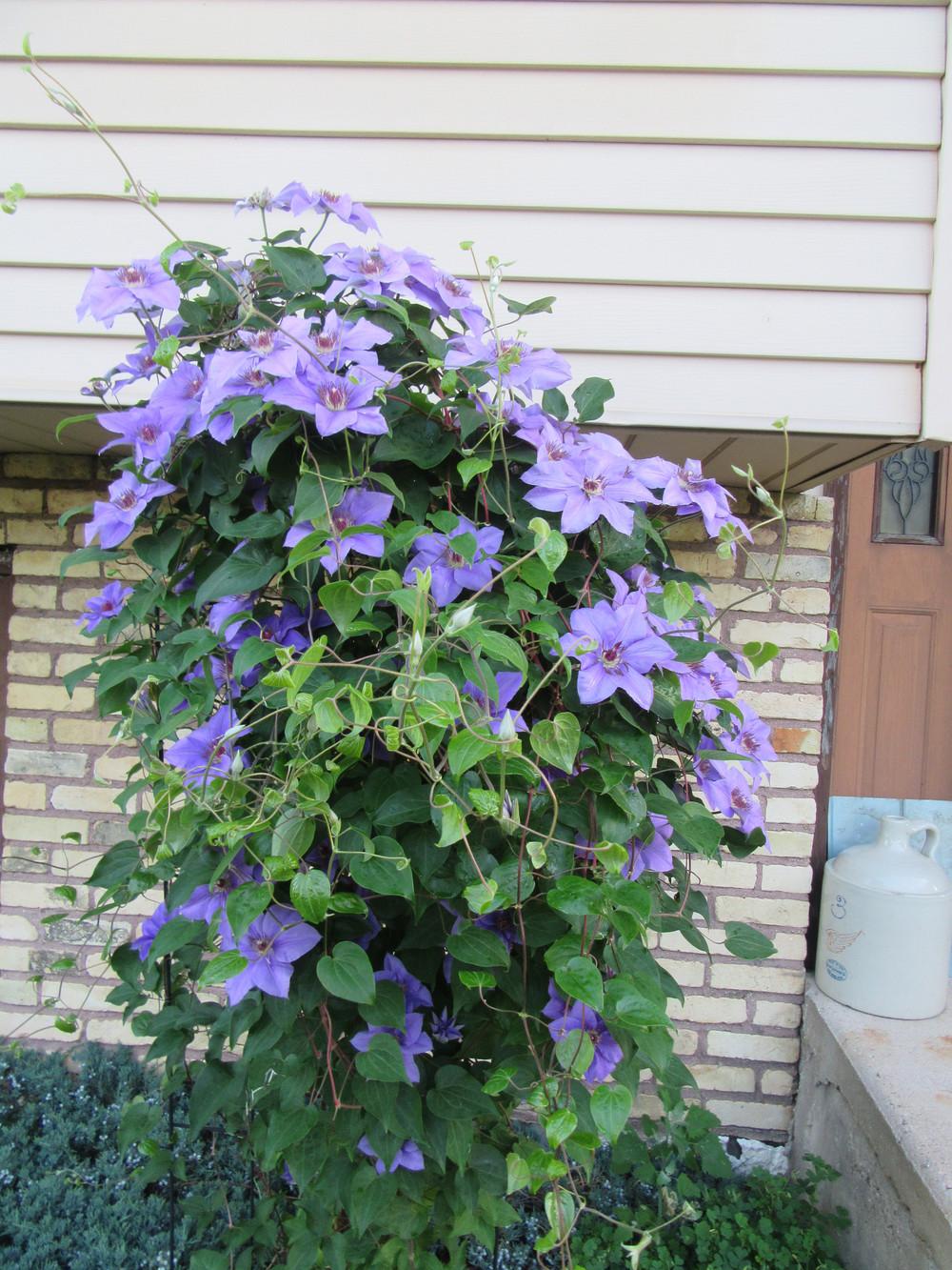 Photo of the entire plant of Clematis 'Ramona' posted by tveguy3 ...