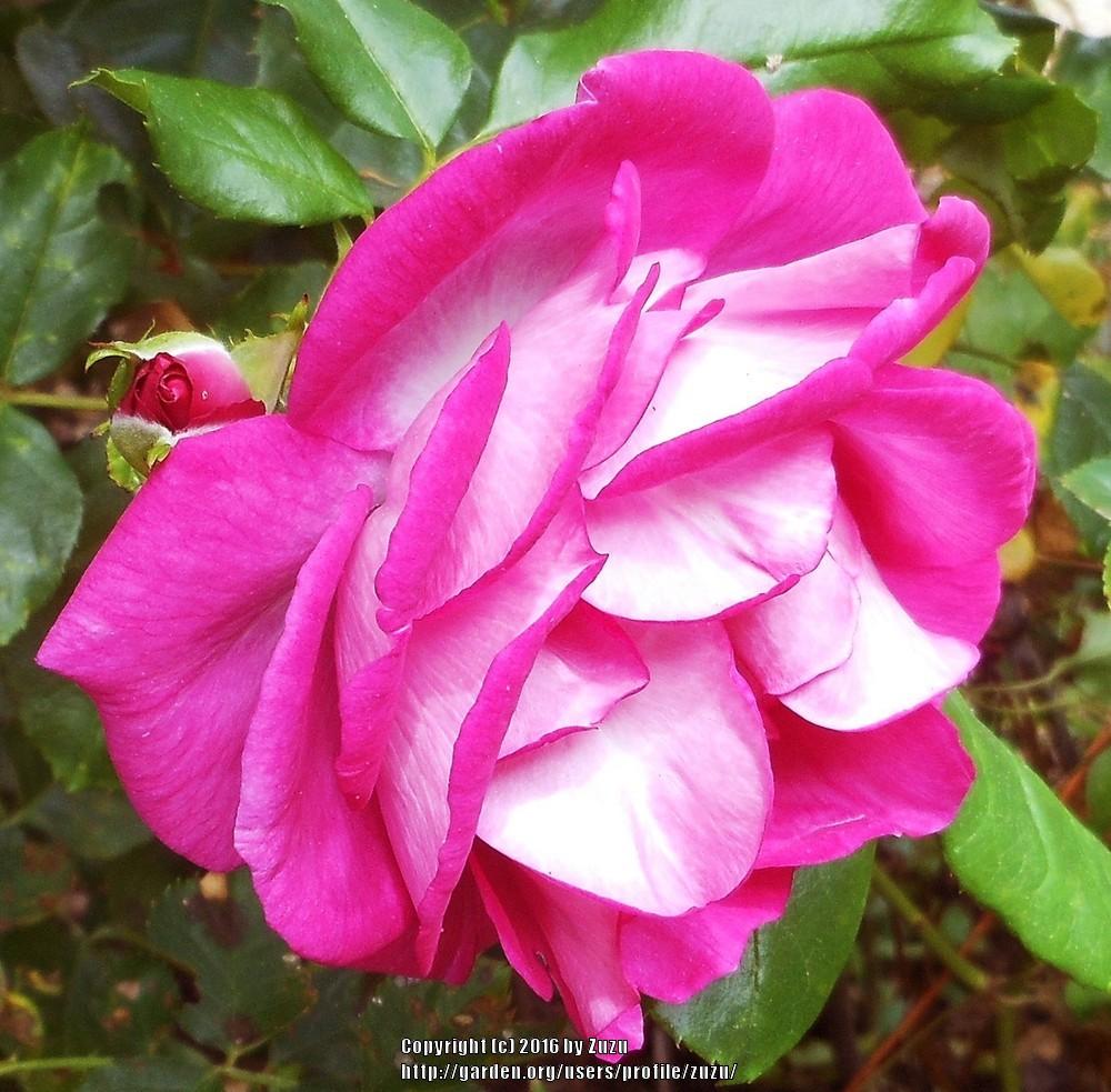 Rose (Rosa 'Sweet San Carlos') in the Roses Database - Garden.org