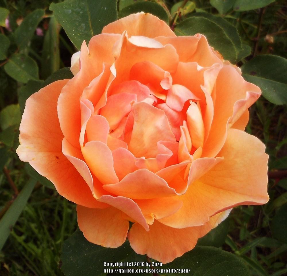 Rose (Rosa 'Miss Amber') in the Roses Database - Garden.org